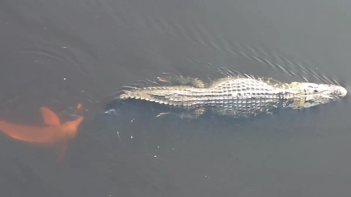 Lebensmüde Aktion! Seltener Flussdelfin legt sich in Brasilien mit ...