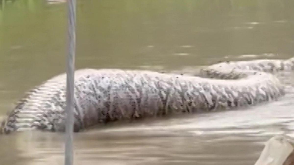 Der hat den Magen aber mächtig voll: Sechs Meter lang! Riesen-Python ...