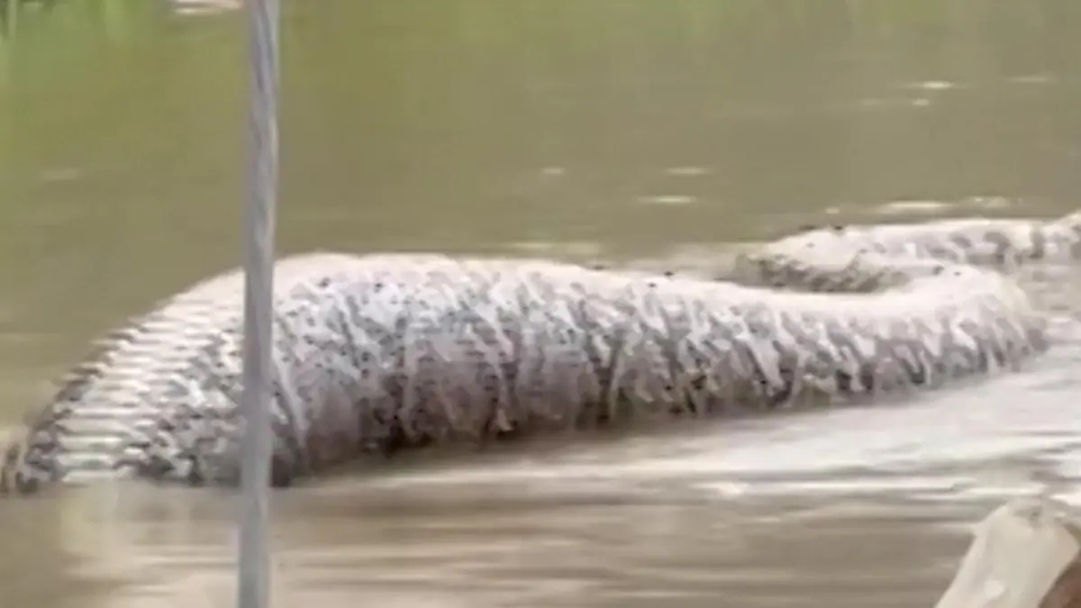 Sechs-Meter-Python schlängelt mit vollem Magen durch Stadt in Thailand