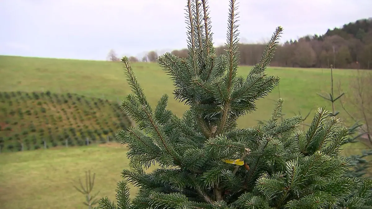 Für Weihnachten: Tipps für die Tanne
