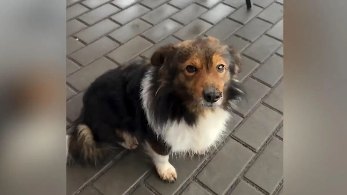 Die traurigste Hündin der Welt!: Loschka wartet auf ihr totes Herrchen ...