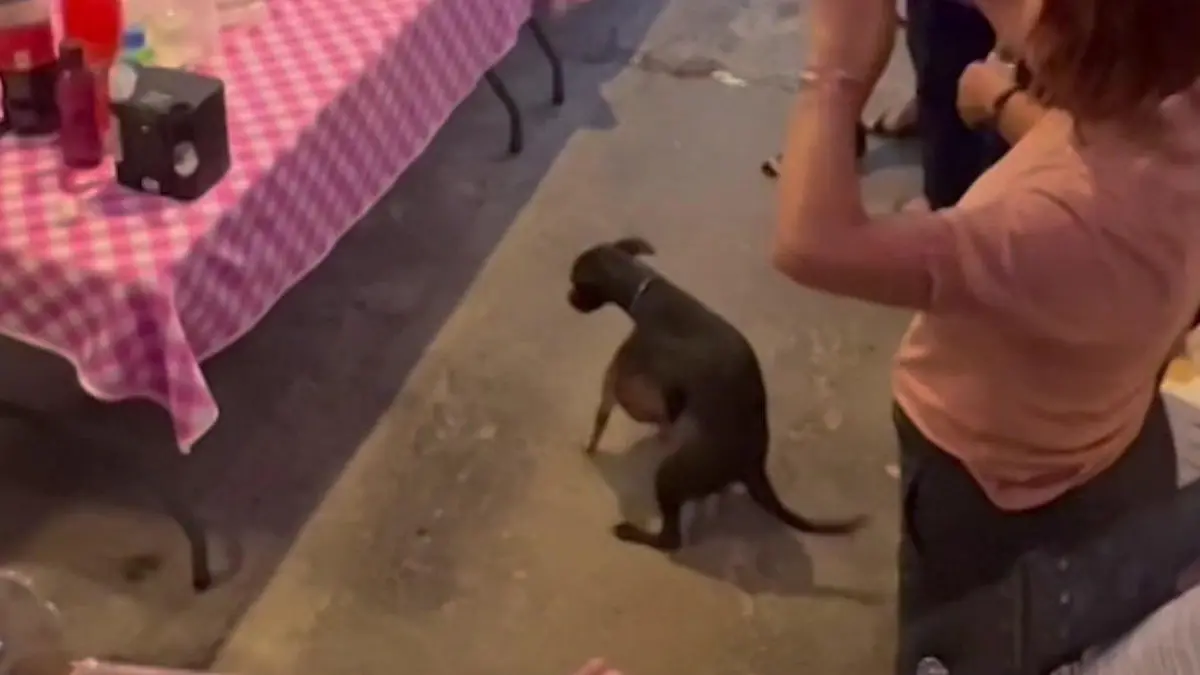 Unartig kurz vor Weihnachten! Hunde rammeln beim Gebet