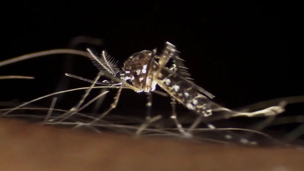 Ausbreitung verhindern: Wie ihr jetzt zuhause die Tigermücke bekämpfen ...