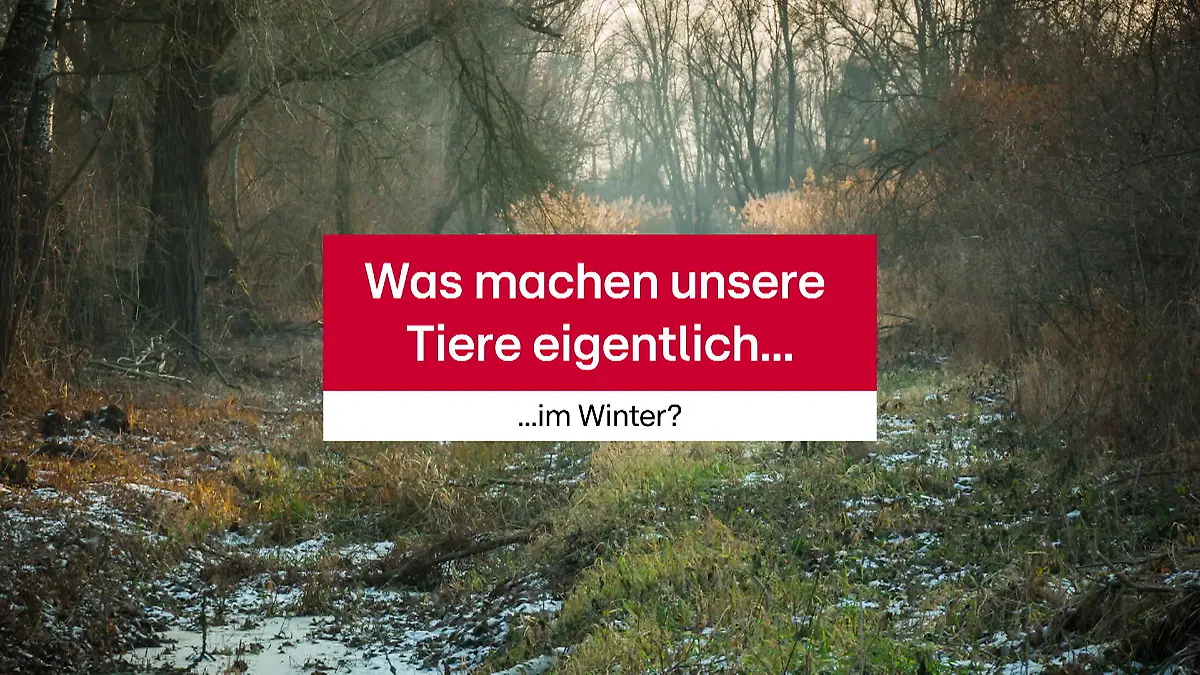 Das macht den Unterschied: Was sind Winterschlaf, Winterruhe, Winterstarre?