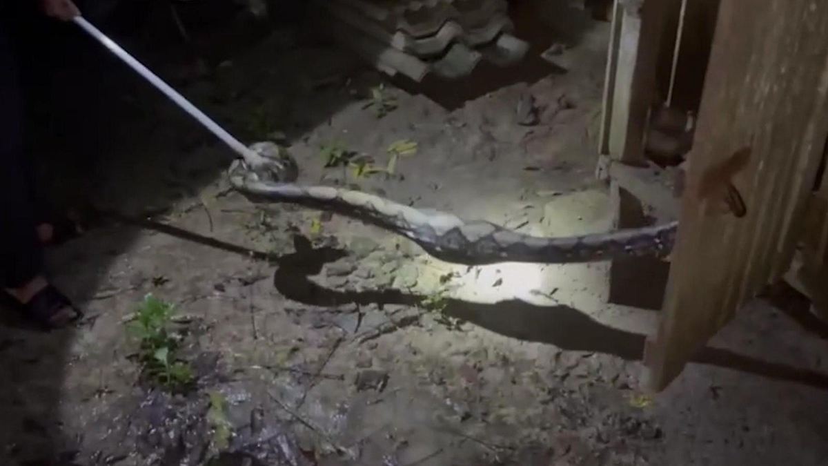 Anwohner entdeckt Vier-Meter-Python mit geschwollenem Bauch – der Grund ...