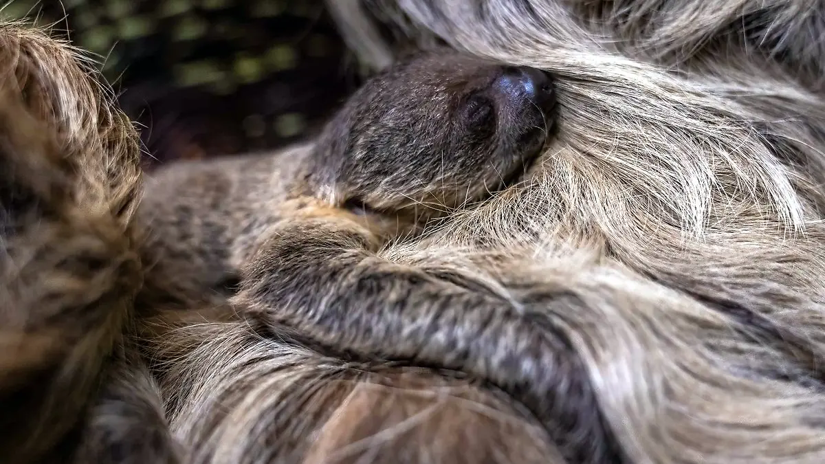 Faultier-Nachwuchs im Tierpark Nordhorn kurz vor Weihnachten