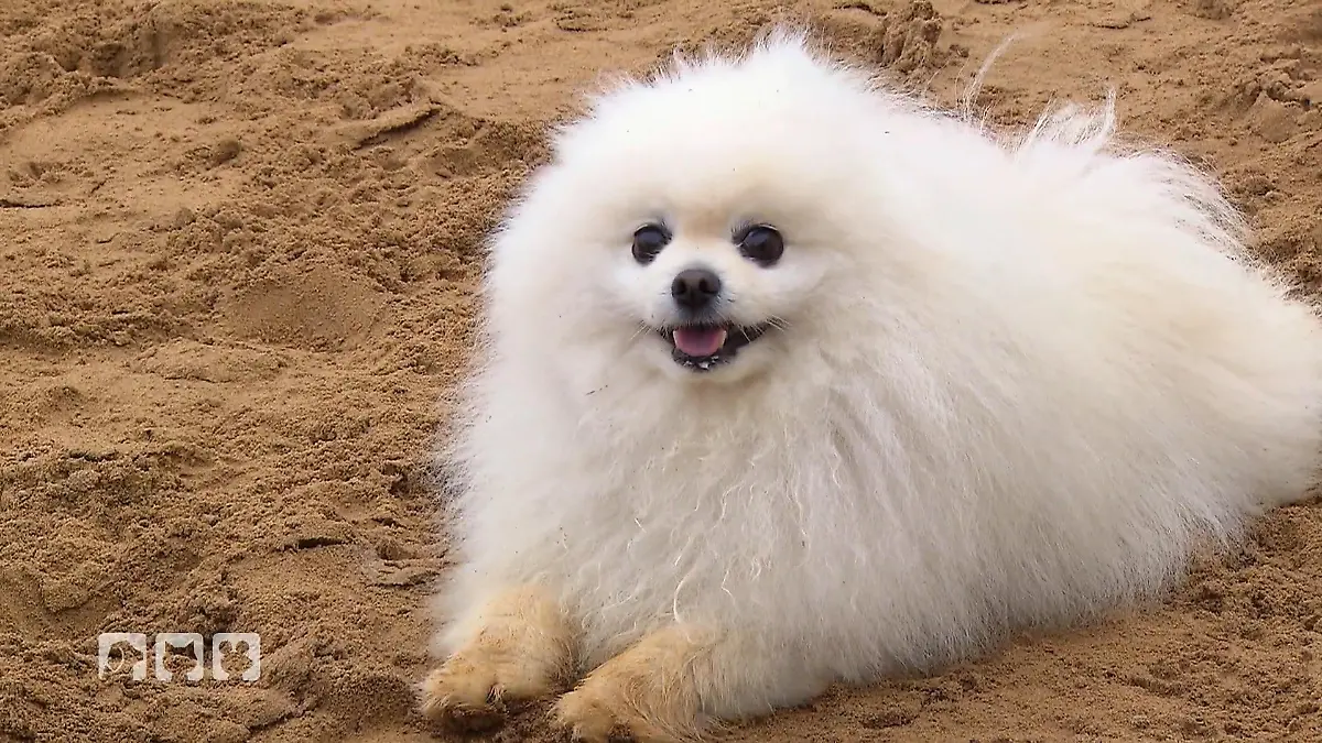 Wichtige Verhaltensregeln: Wie liest man am besten seine Hunde?