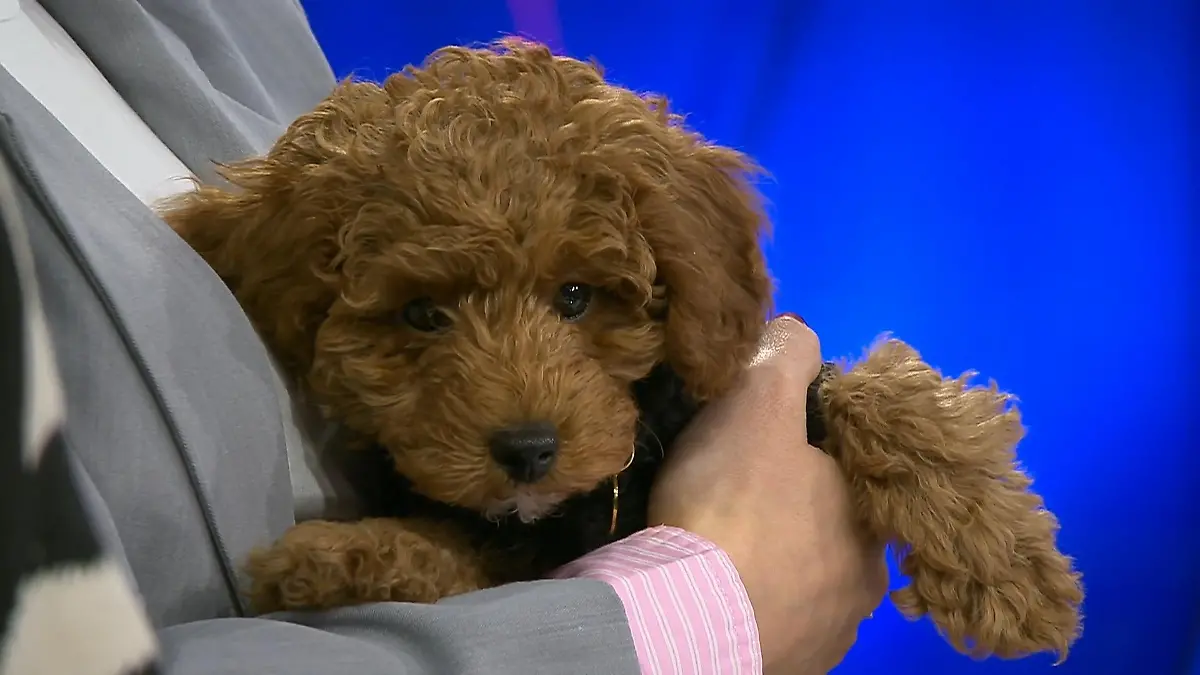 Heimlicher Star: Tierischer "Fumble" stiehlt NFL-Stars die Show