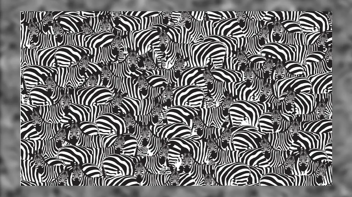 Suchbild des Tages: Wie schnell findet ihr zwischen all den Zebras ein ...