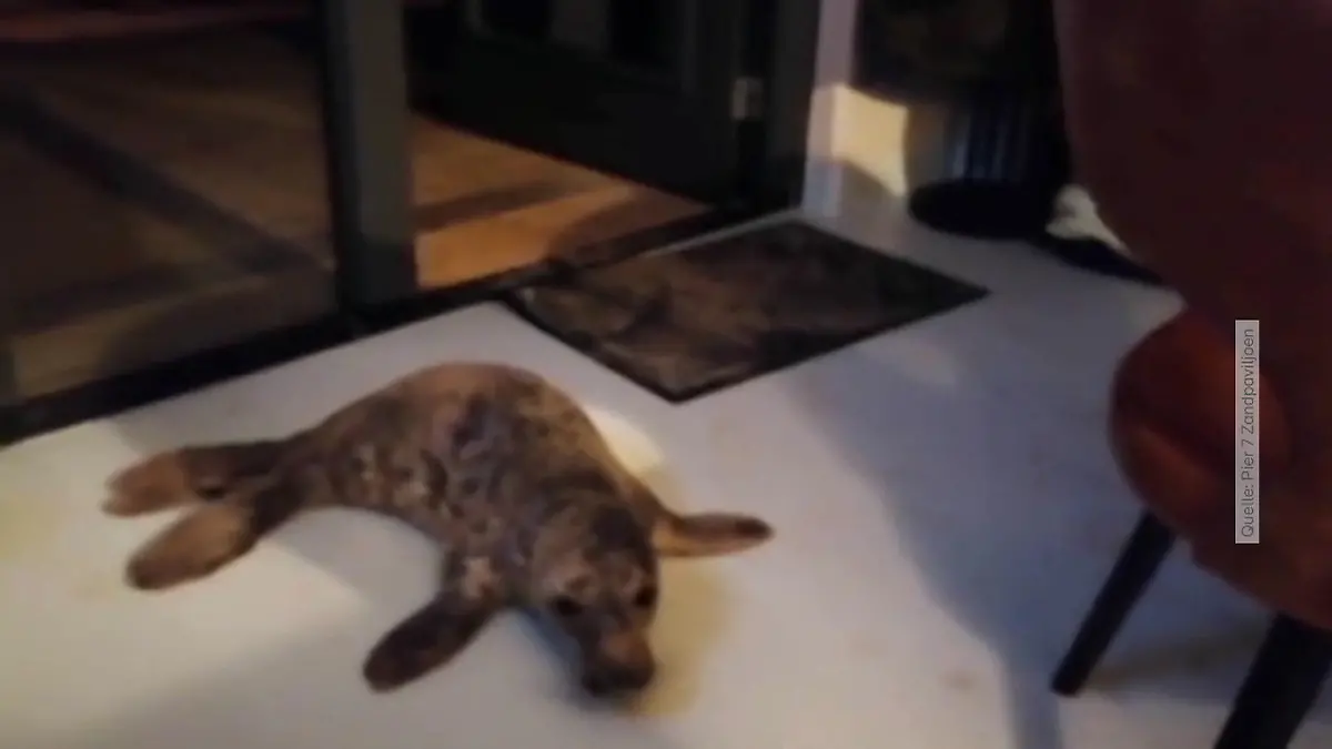 Hai reißt Frau in der Karibik beide Hände ab – Ehemann kämpft gegen ...