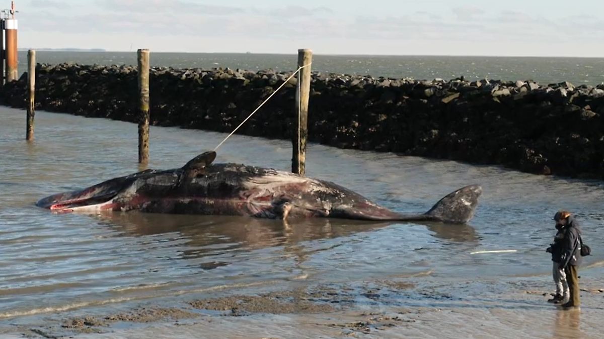 14 Meter langer Meeressäuger gestrandet – toter Pottwal vor Sylt kurz vor Explosion!