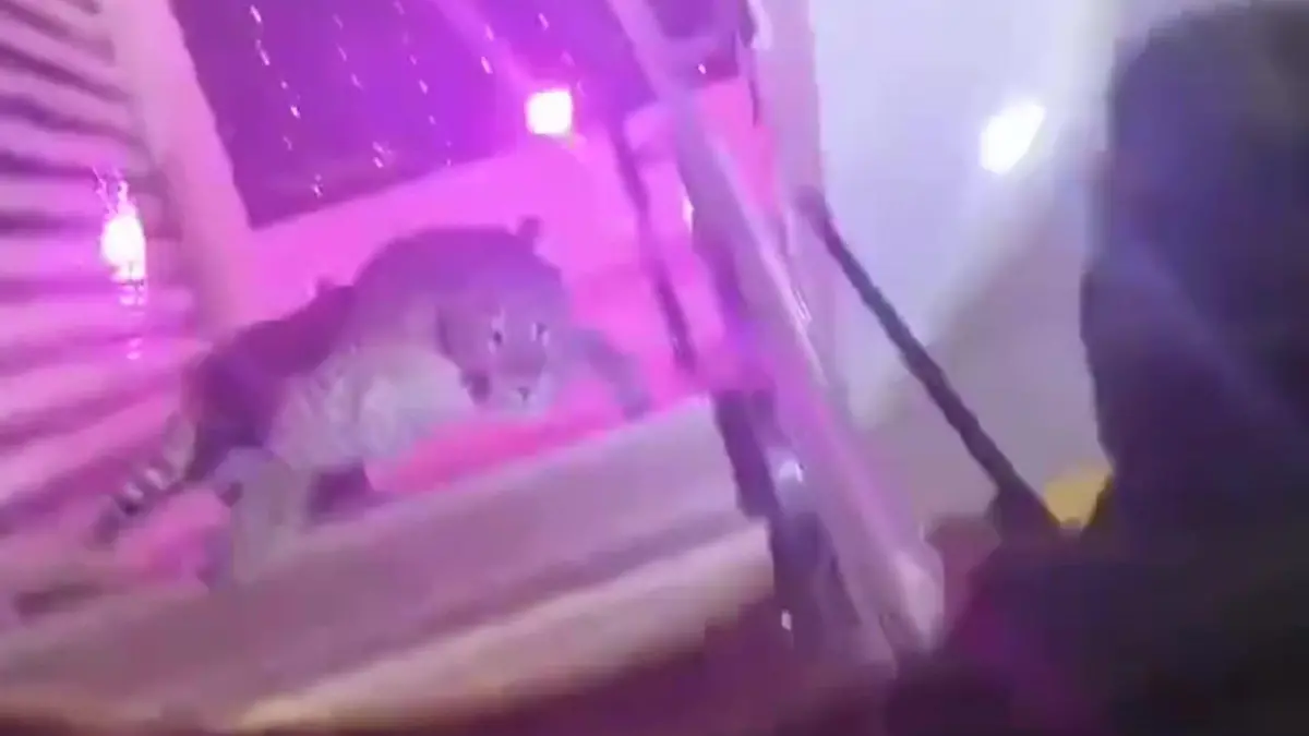 DSDS 2024: Gewinner, Finale, Siegersong, Jury, ganze Show auf RTL+ ...