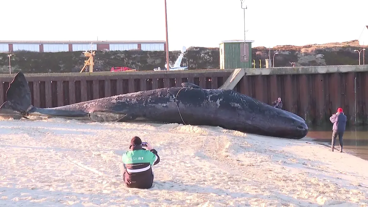 Toter Wal auf Sylt von Schlachter zerlegt - beißender Gestank am Strand von Hörnum