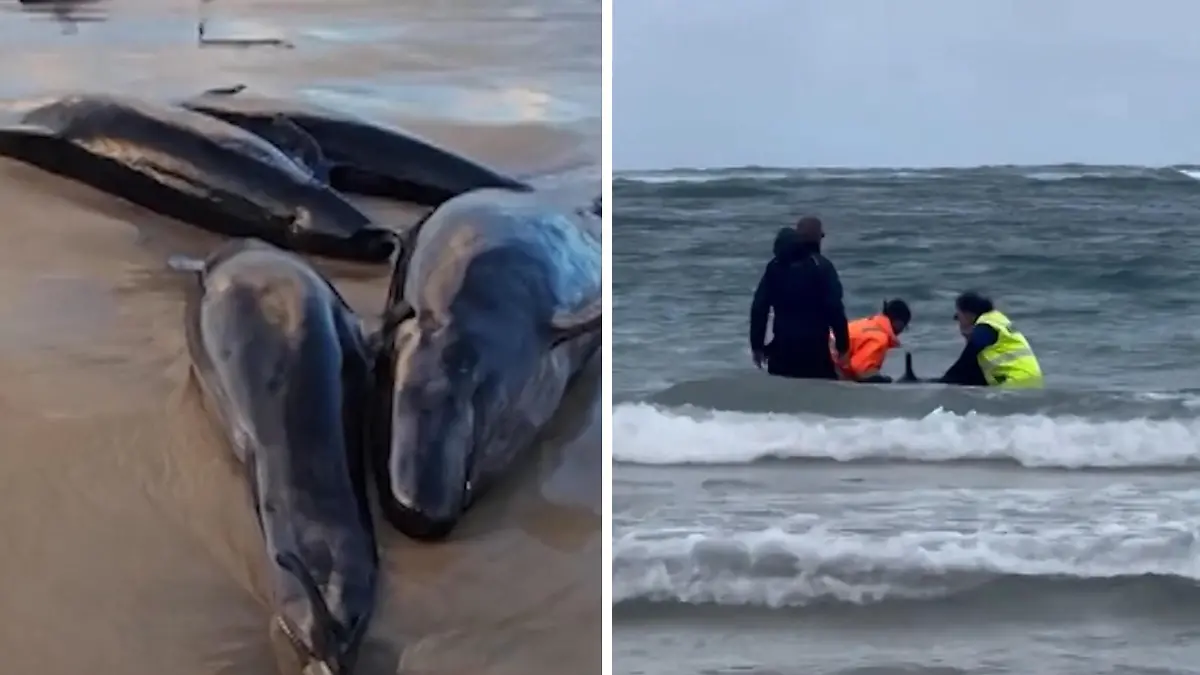 Toter Wal auf Sylt von Schlachter zerlegt - beißender Gestank am Strand von Hörnum