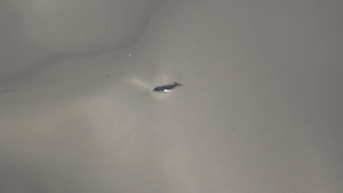 Was ein seltenes Bild!: Buckelwal vor Minsener Oog