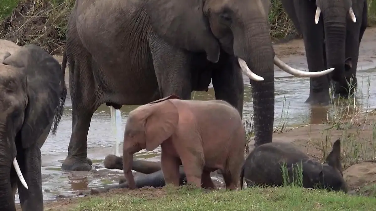Hund im heißen Auto gelassen: So reagieren Sie richtig