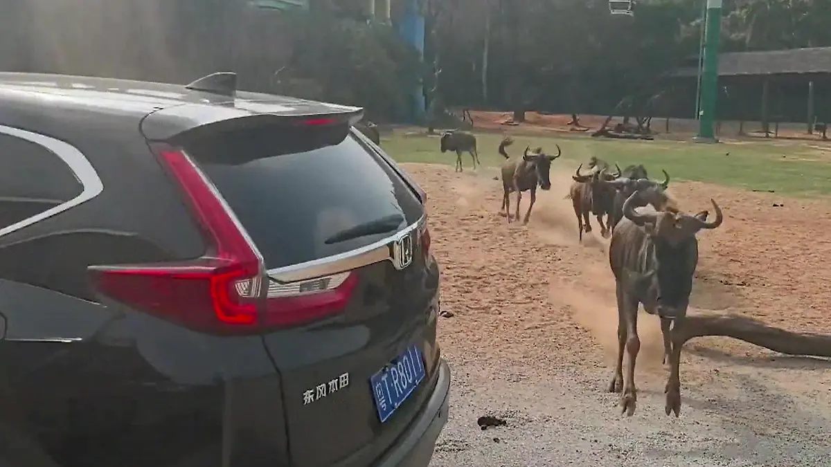 Neue Kebab-Kreation: In Hamburg gibt’s jetzt Ufo-Döner