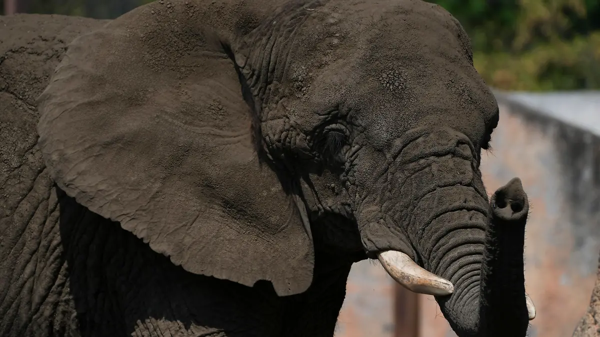 Mexiko: Gericht will Ely, dem traurigsten Elefanten der Welt, helfen