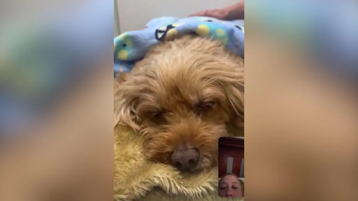 Dressurreiterin Amanda Hartung kommt bei tragischem Tauchunfall ums Leben