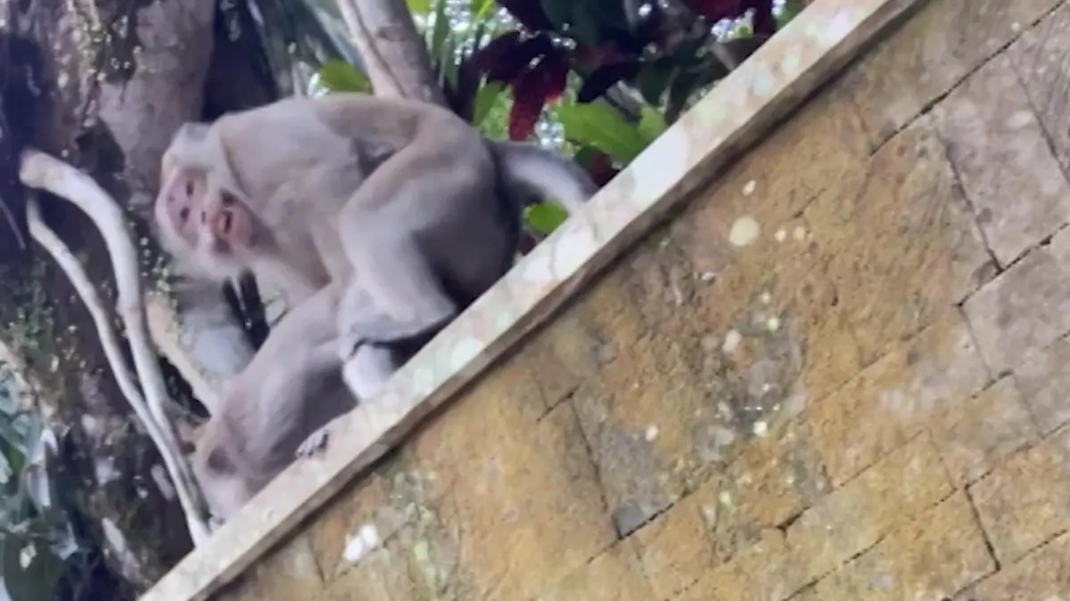 Bali: Touristin filmt Affen beim Sex - das finden die Primaten gar ...