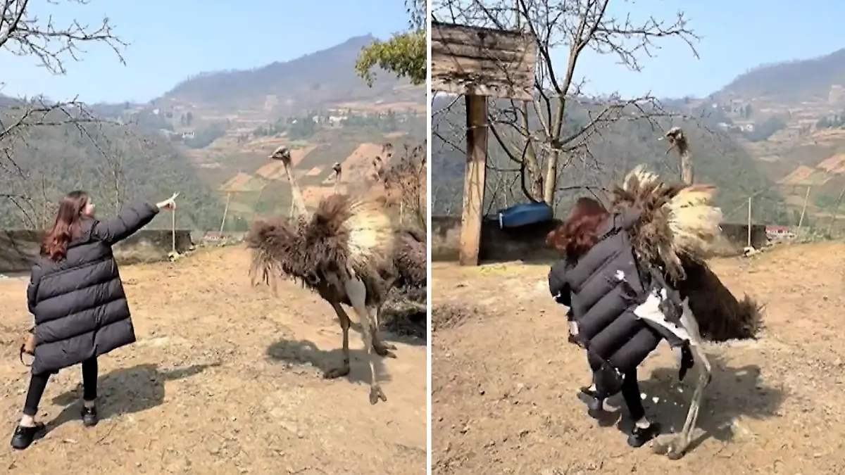 Dressurreiterin Amanda Hartung kommt bei tragischem Tauchunfall ums Leben