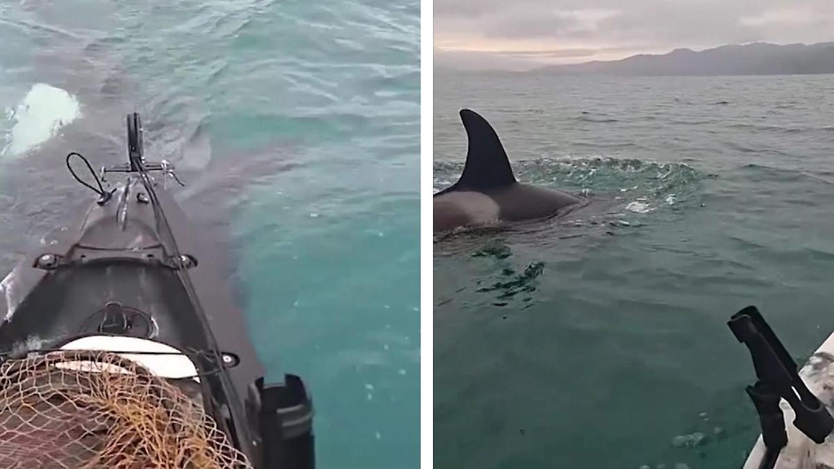 Orcas in Neuseeland: Killerwale umzingeln Angler! Seine Schreie landen ...