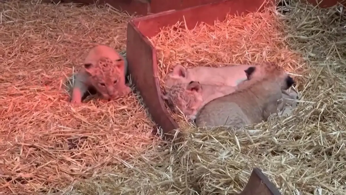 Donald Trumps Amtseinführung: So läuft sein Tag ab