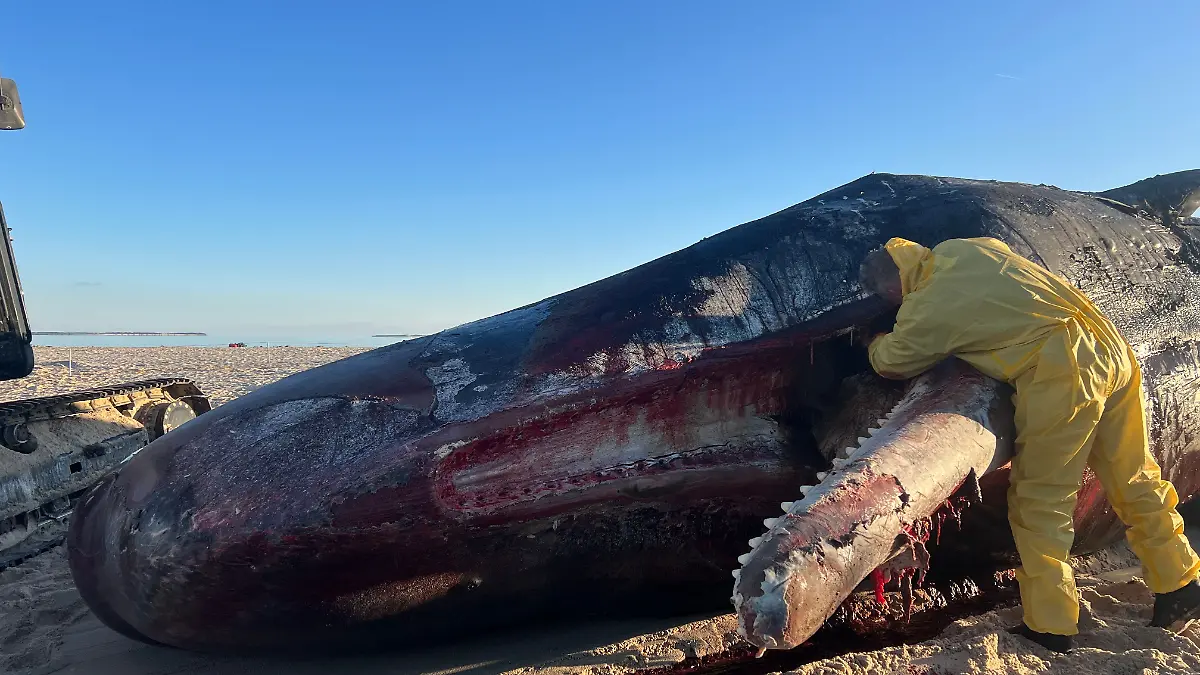 Todesursache des Pottwals von Sylt geklärt – Tragisches Schicksal in der Nordsee