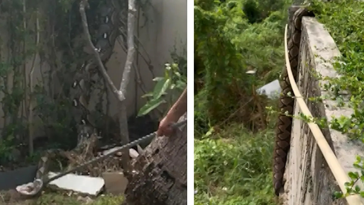 Thailand: „Werden noch eine Weile Albträume haben“ – Acht-Meter-Python ...