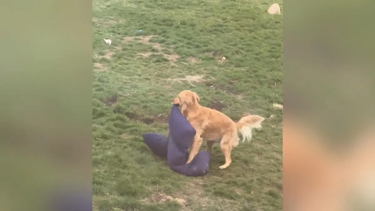 Hund rammelt wild drauf los - Frauchen machtlos bei Sex-Spielchen!