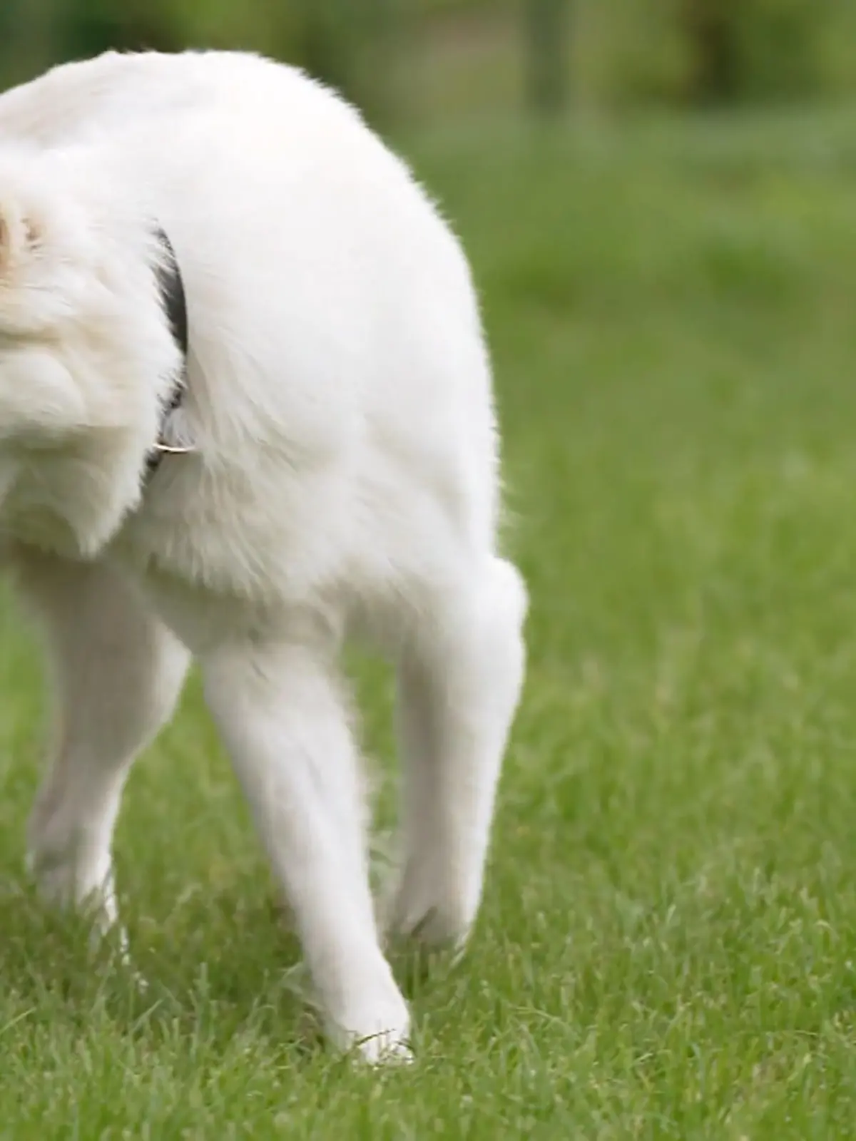 Seine neue Familie: Chapo und die große Rudelzusammenführung