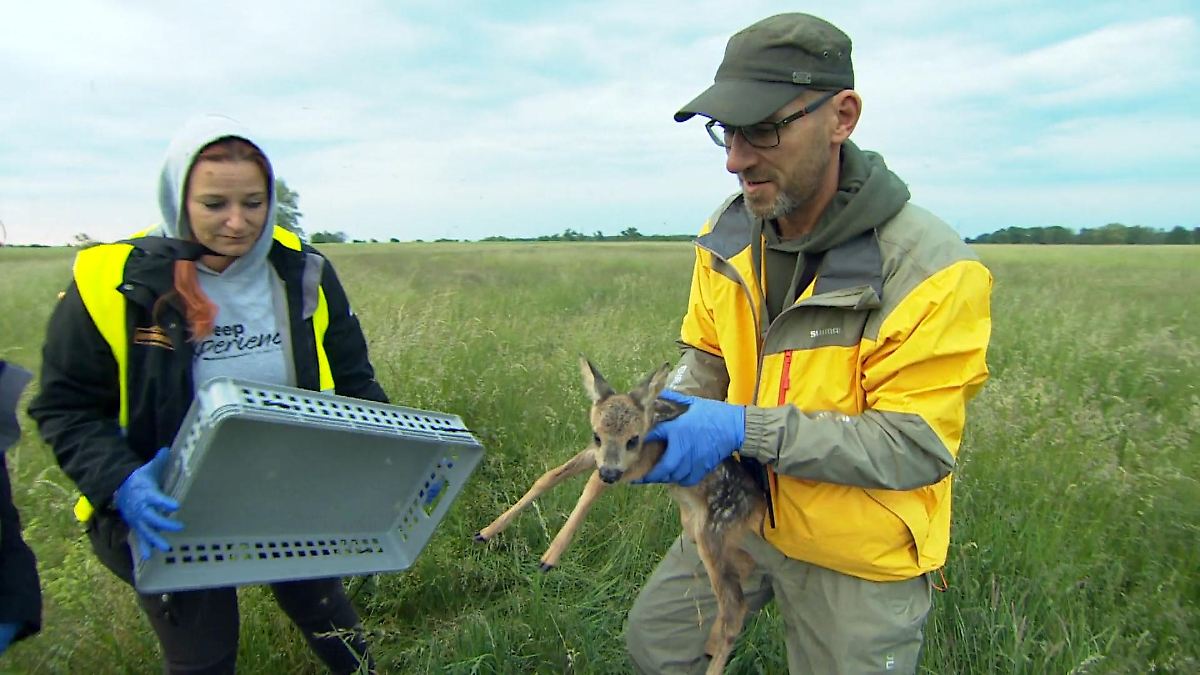 Bevor der Mähdrescher kommt: Rehkitz-Retter holen Tiere aus hohem Gras