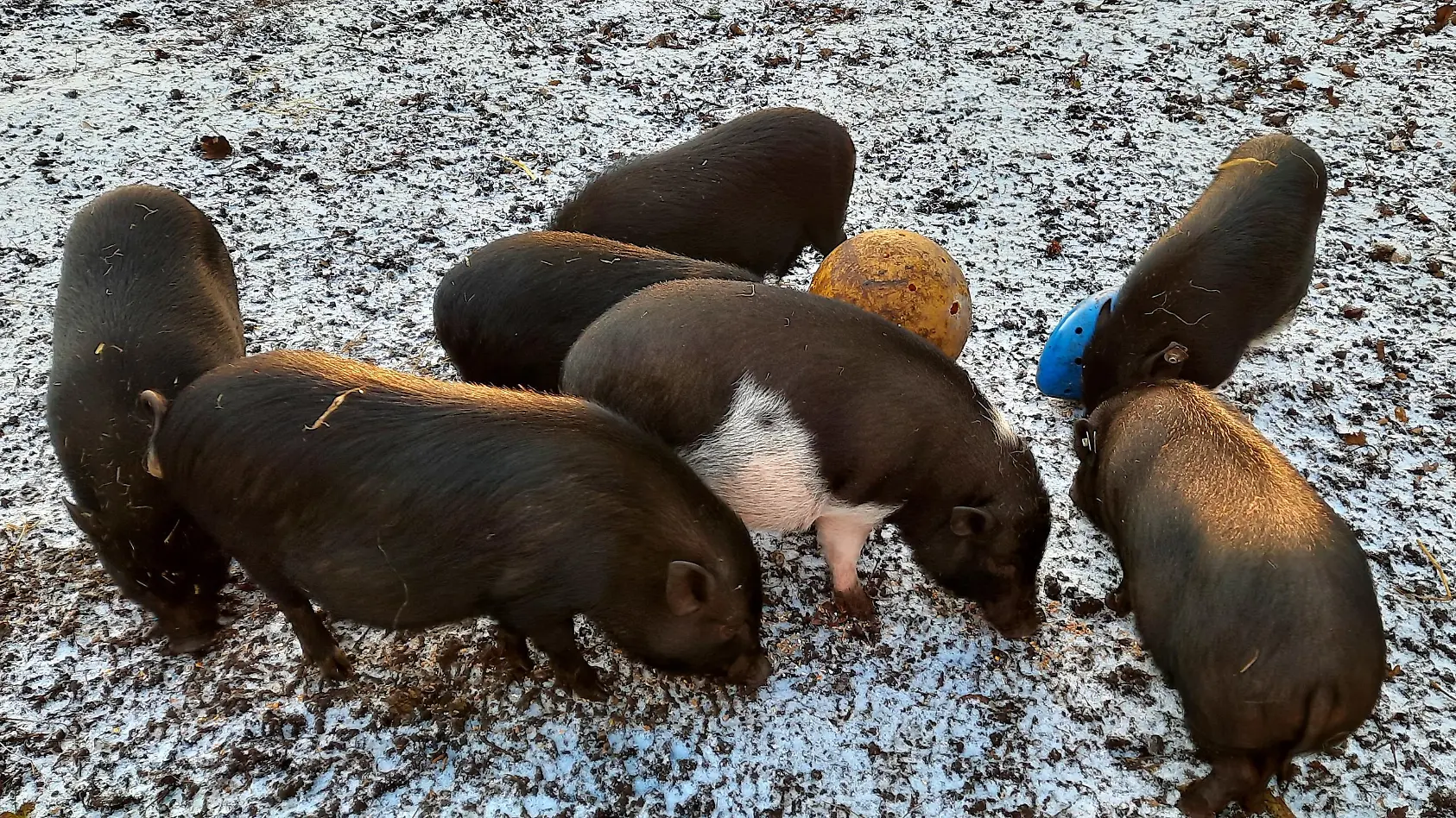 Von Karl-Heinz bis Lieselotte - Minischweinchen im Tierheim Hamburg ...