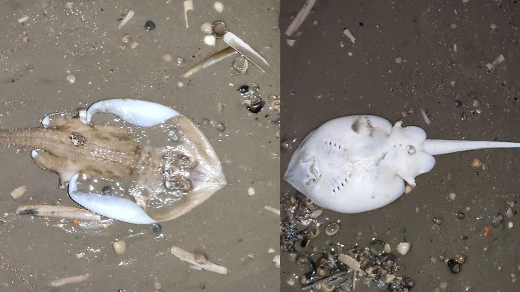 Kleine Sensation: Urlauberin entdeckt Rochen am Strand von Baltrum