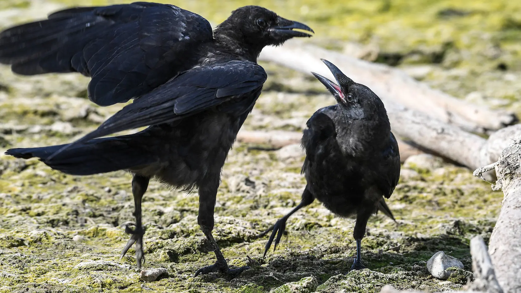 Krähenangriffe auf Menschen häufen sich: Das können Sie tun