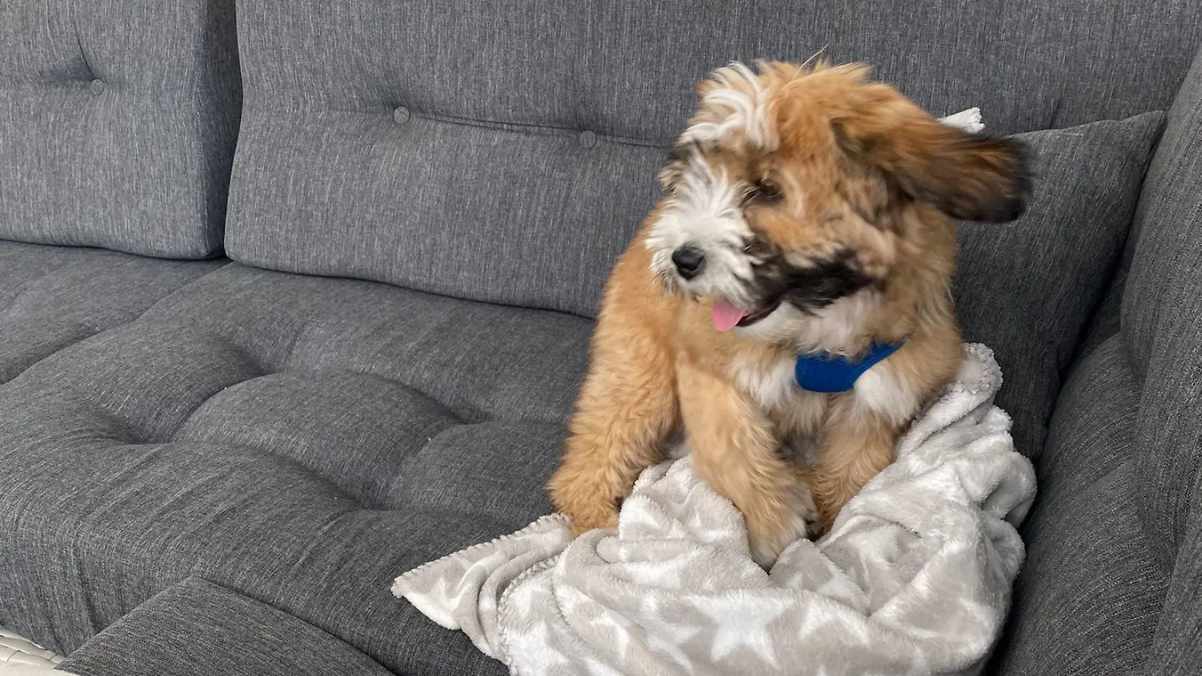 Ein Welpe zieht ein! - RTL Hessen-Moderatorin Tina Mattick hat ...