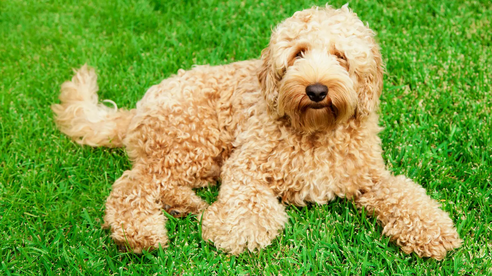 Labradoodle Allergiker Hund