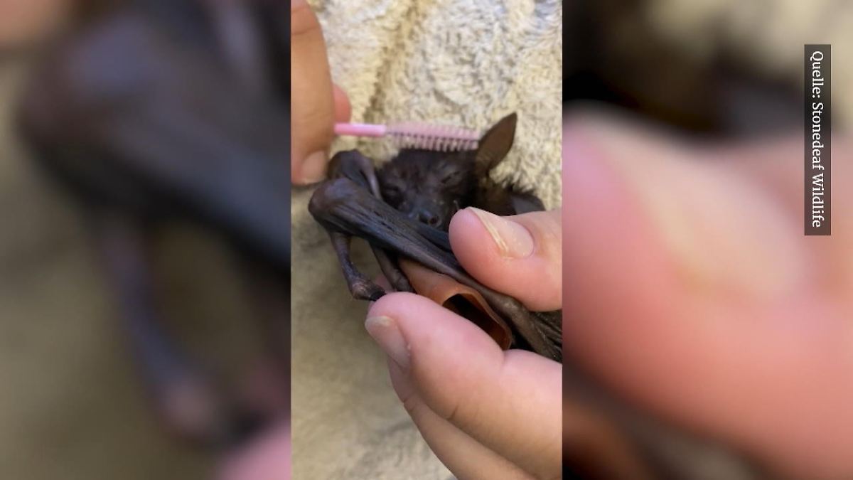 Super entspannend!: Fledermaus-Baby liebt Haarekämmen