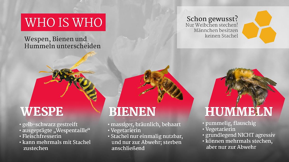 Unterschiede zwischen Wespen, Bienen, Hummeln & Co.: So erkennen Sie ...