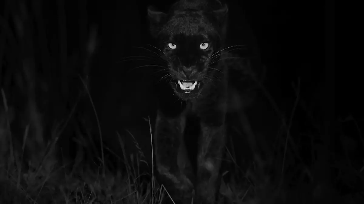 Auge in Auge mit dem Raubtier: Schwarzer Leopard so nah wie nie ...