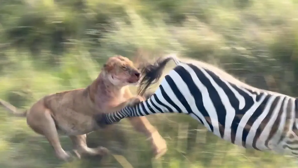 Wer ist hier der König der Tiere?: Dieser Huf sitzt! Zebra kickt Löwin ...