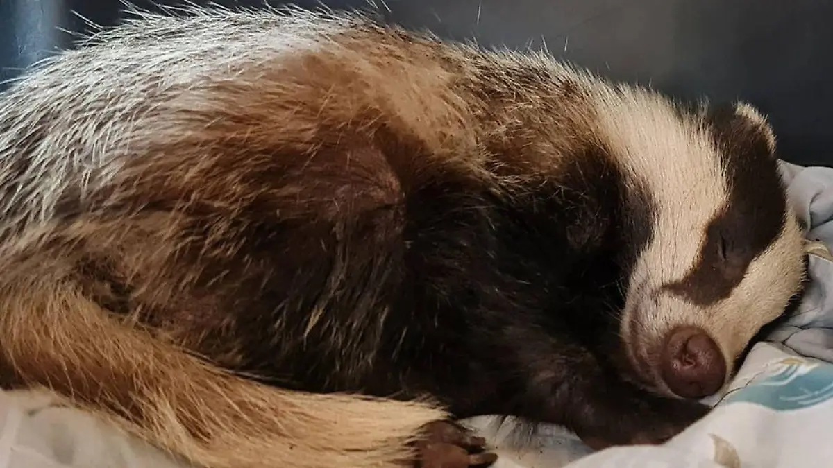 Dehydriert und allein: Kleiner Dachs von Feld gerettet