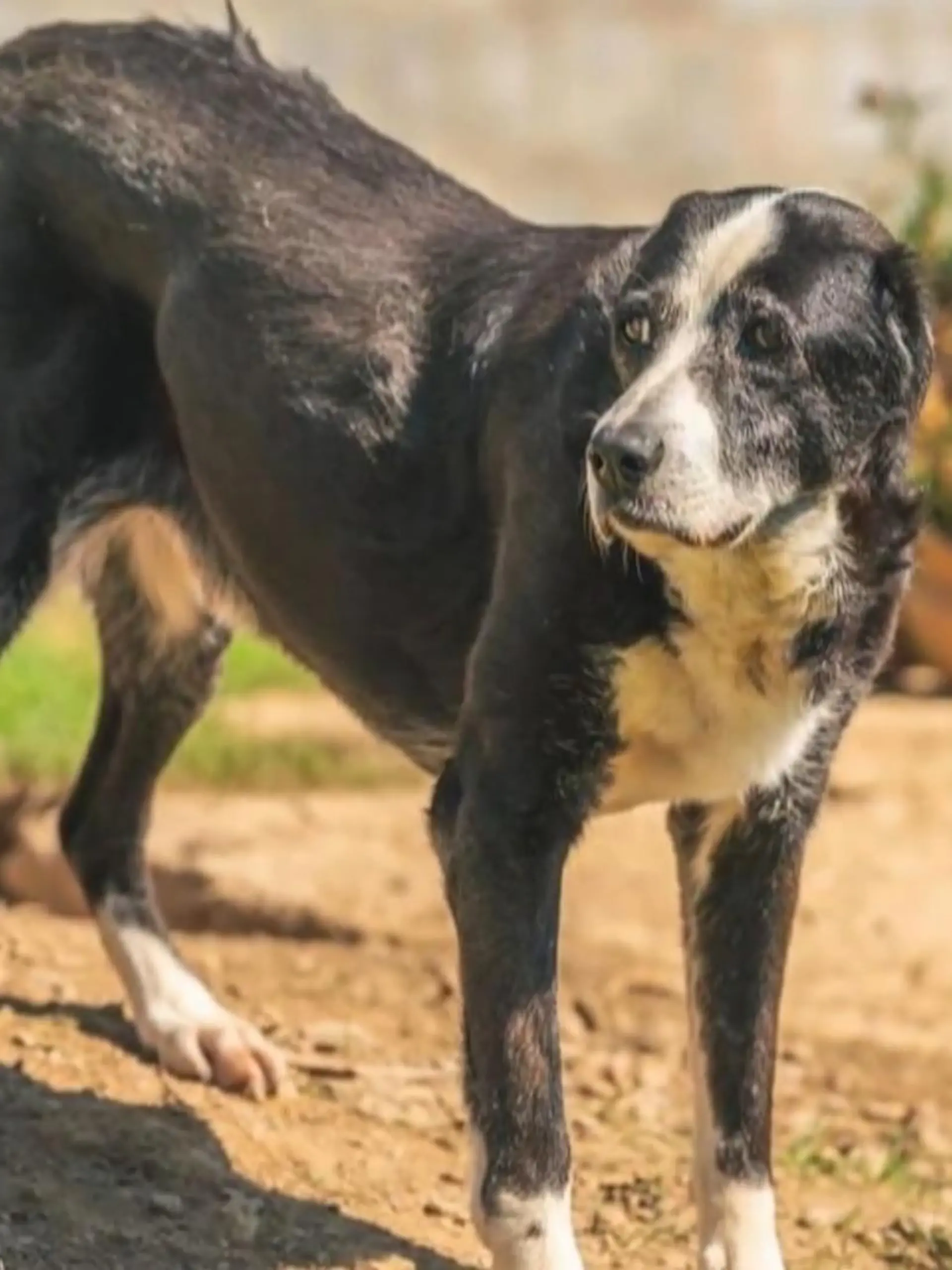 Harte Hunde - Ralf Seeger greift ein: News, Infos & ganze Folgen zur ...