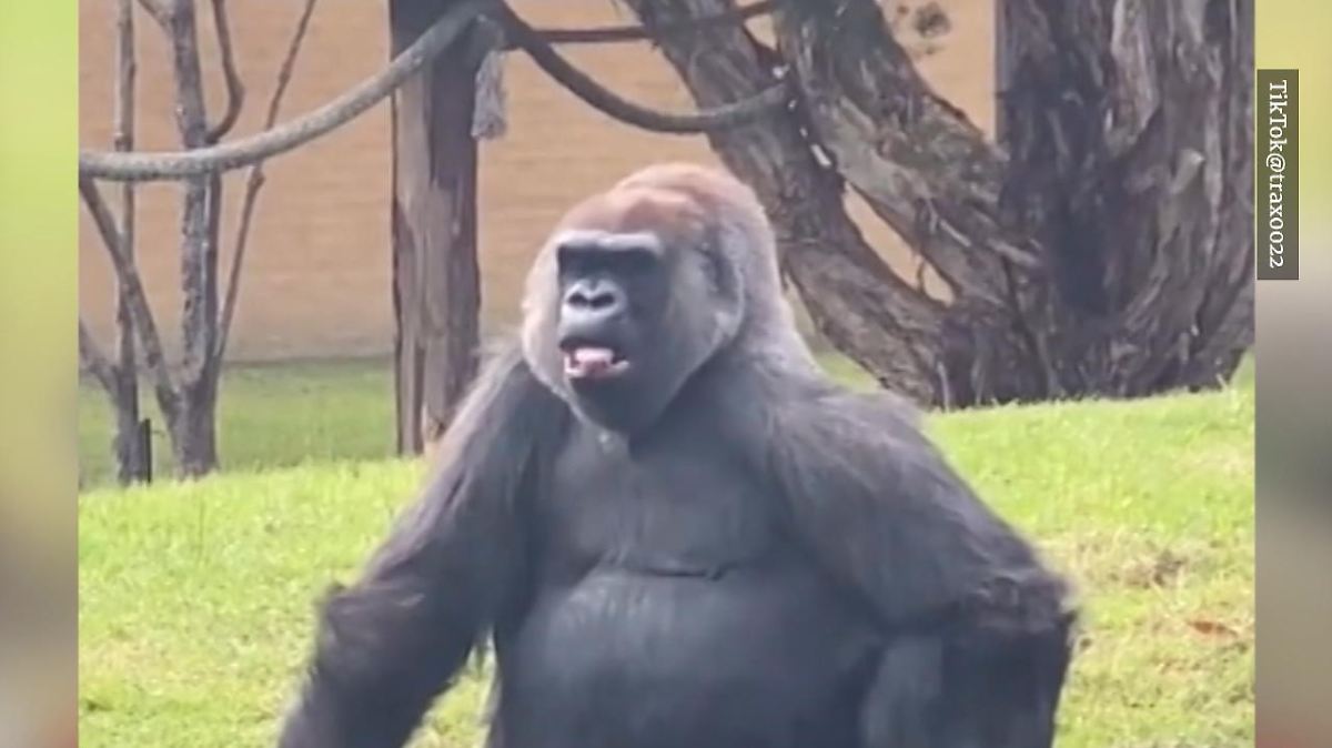 Gorilla streckt Zoobesuchern die Zunge raus