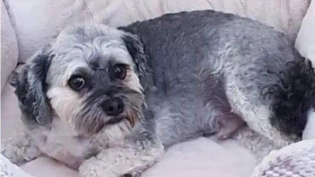 Yorkshire: Schwan tötet Hund bei Spaziergang im Park vor Augen der Familie