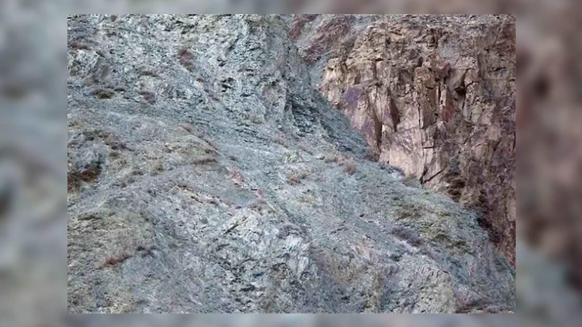 Suchbild mit Schneeleopard: Finden Sie HIER den Meister der Tarnung?