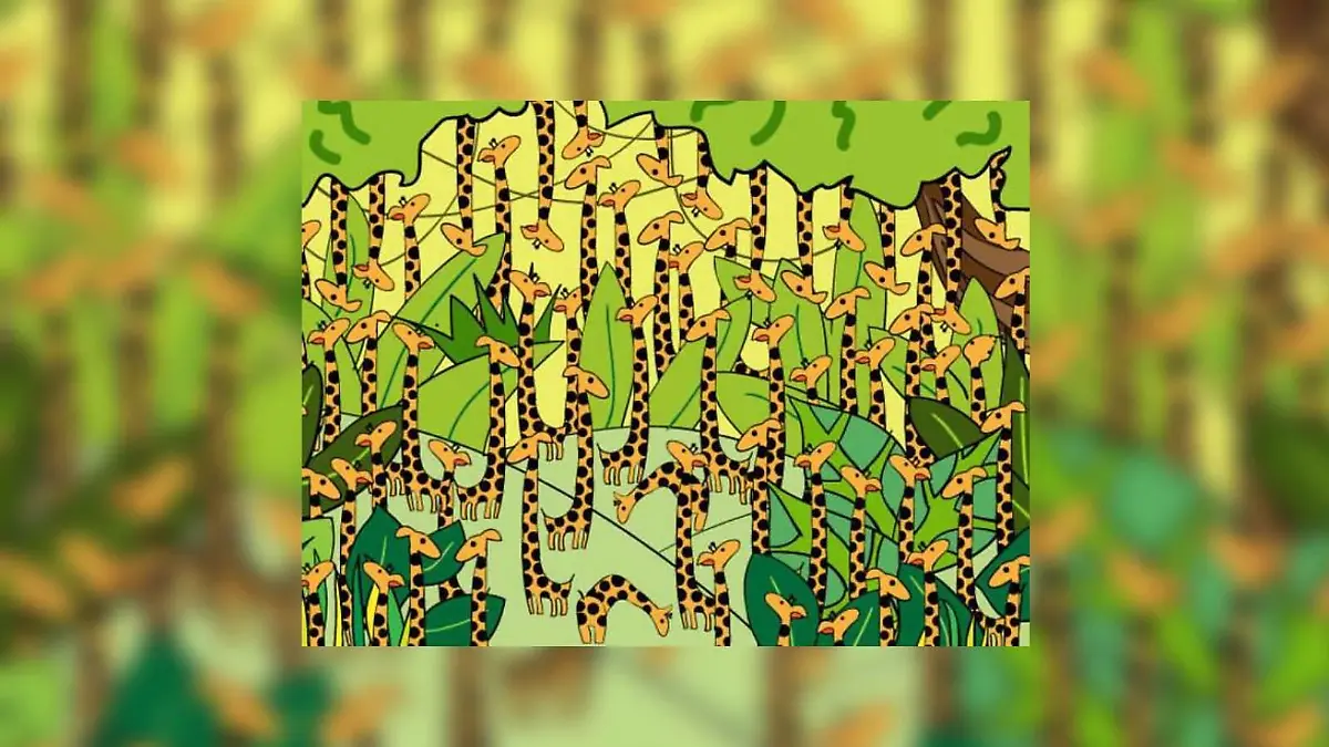 Suchbild voller Giraffen: Finden Sie die versteckte Schlange in unter ...