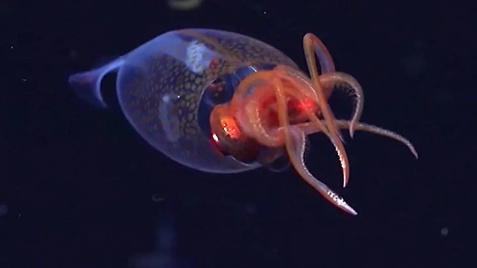 Unfassbares Ungeheuer aus der Tiefsee!: DIESE Aufnahmen eines Koloss ...