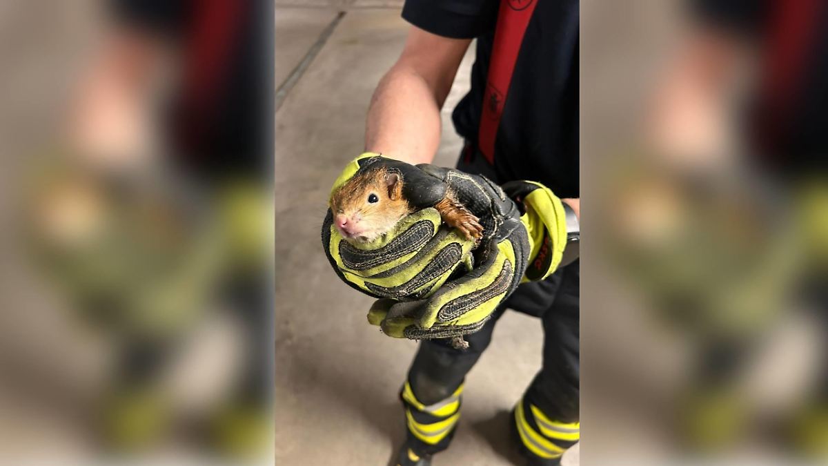Mann hörte ein Fiepen: Feuerwehr rettet Eichhörnchen-Babys aus Regenrinne