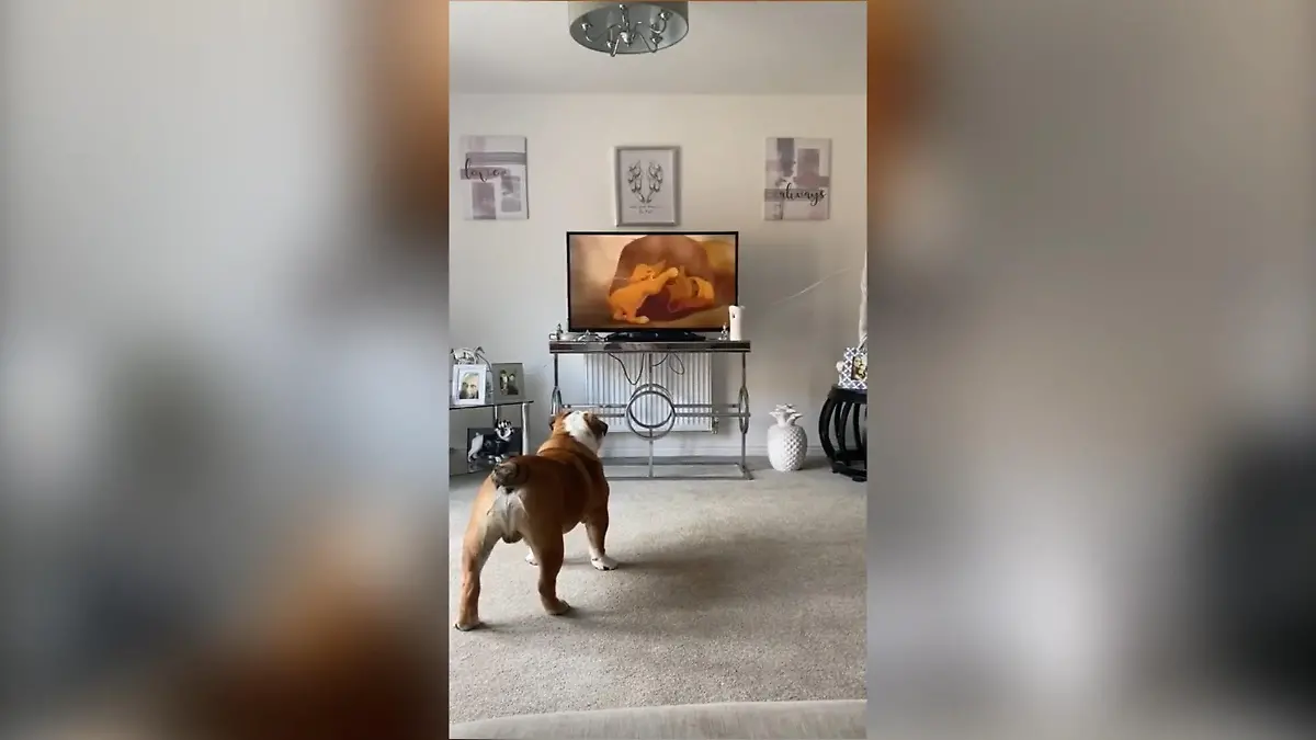 Bruce die Bulldogge feiert "König der Löwen": Bruce denkt, er wäre ein Löwe